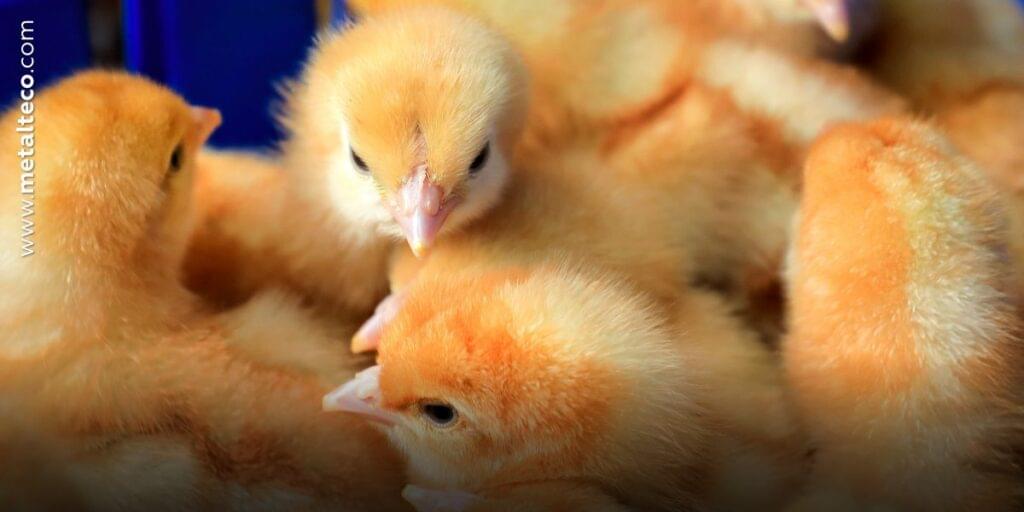 Selección genética ha generado aumento de crecimiento de pollos ...